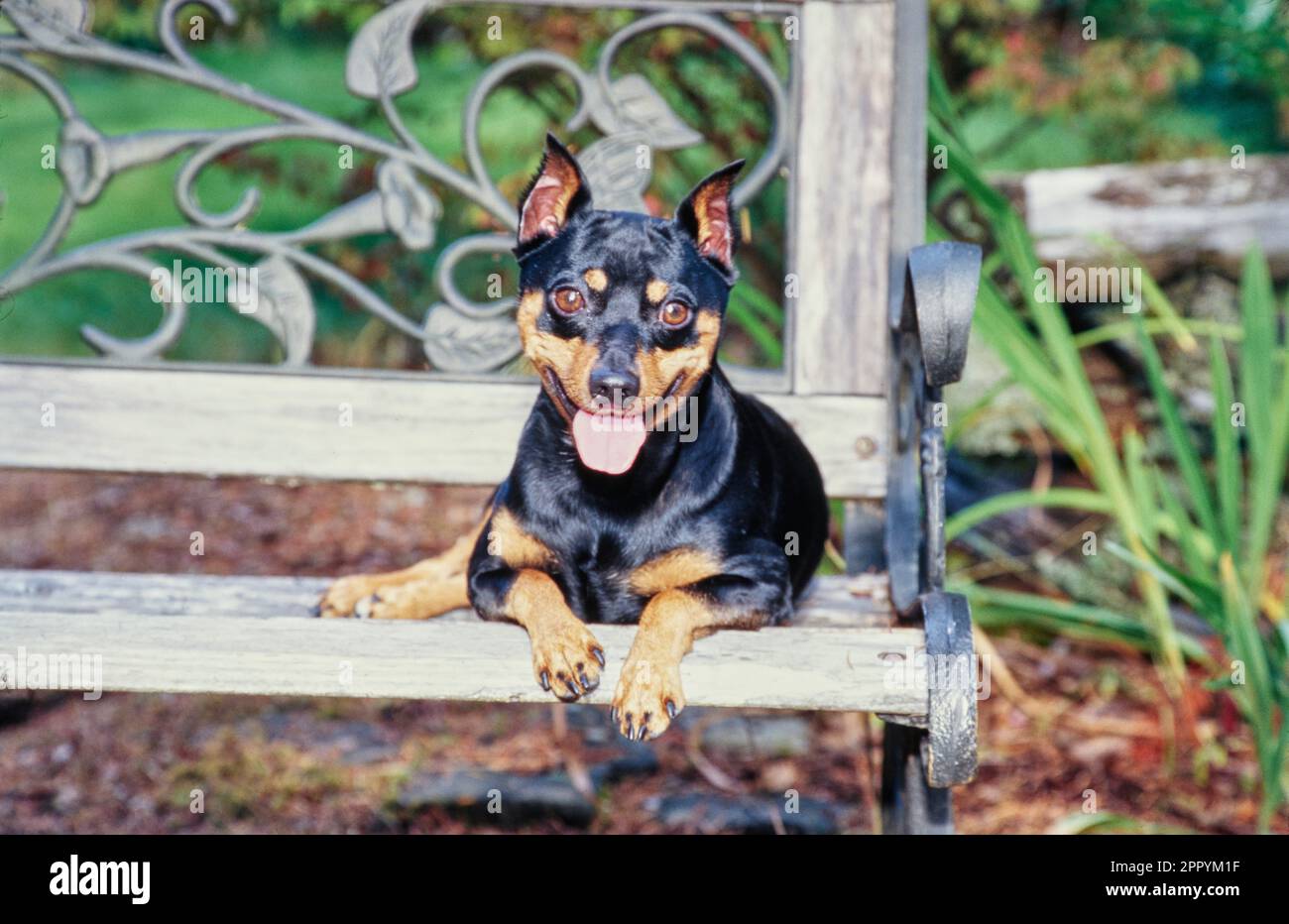 Mini Pinscher laying on a bench Stock Photo - Alamy