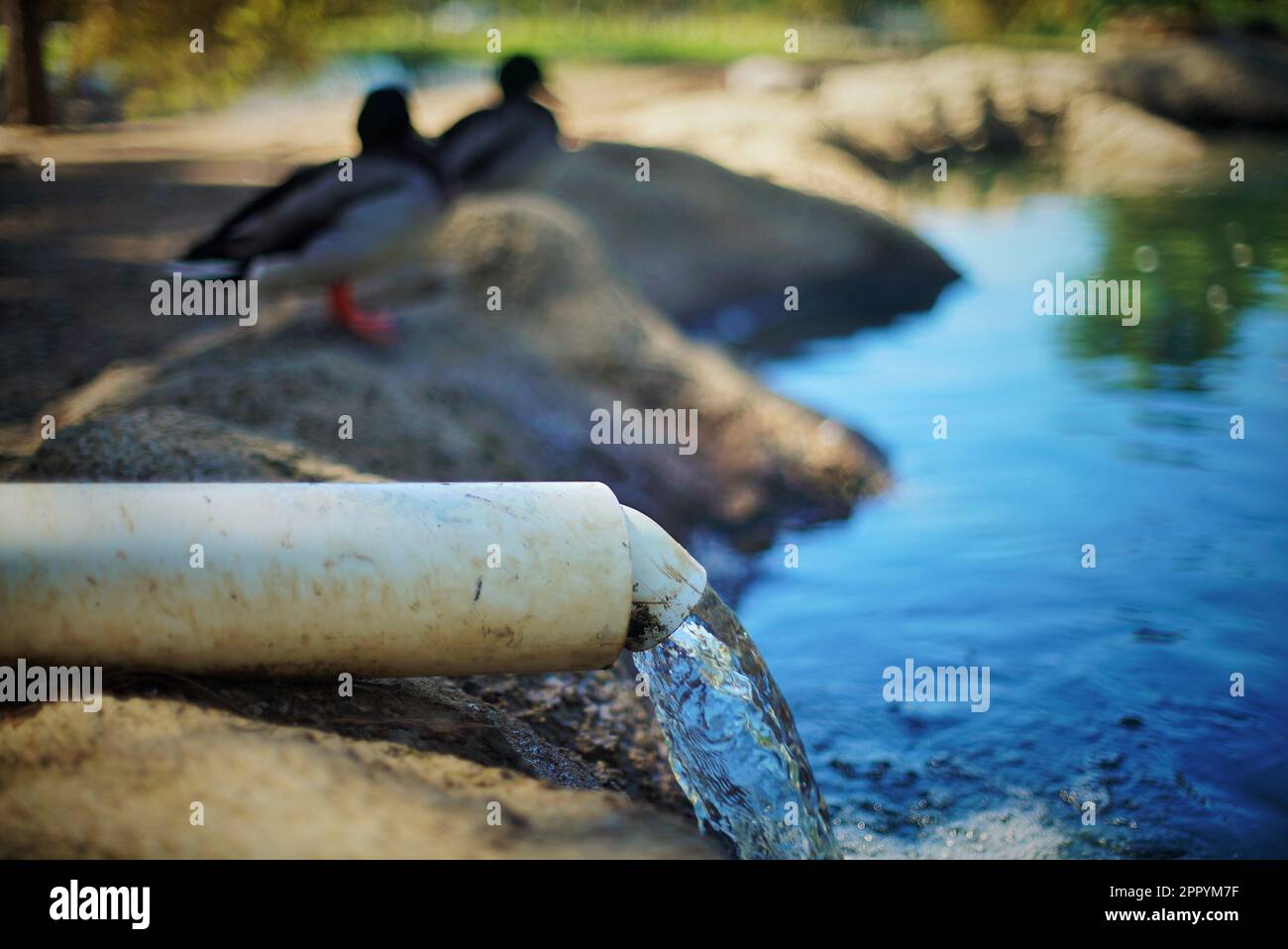 Two ducks at a pond with water flowing in from a pipe at a park in ...