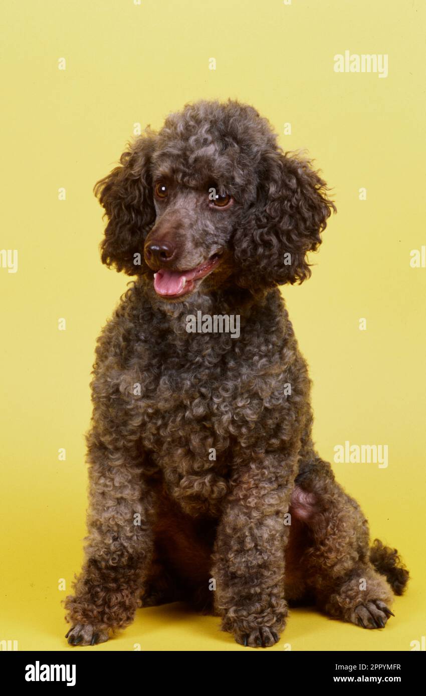 Yellow poodle hi-res stock photography and images - Alamy