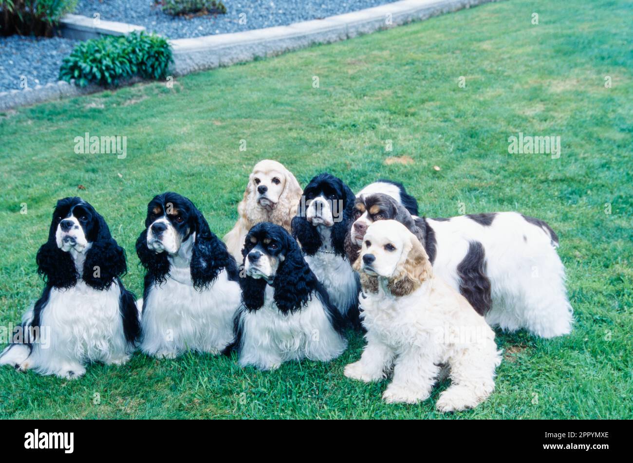 Large group of American Cocker Spaniels sitting together in yard ...