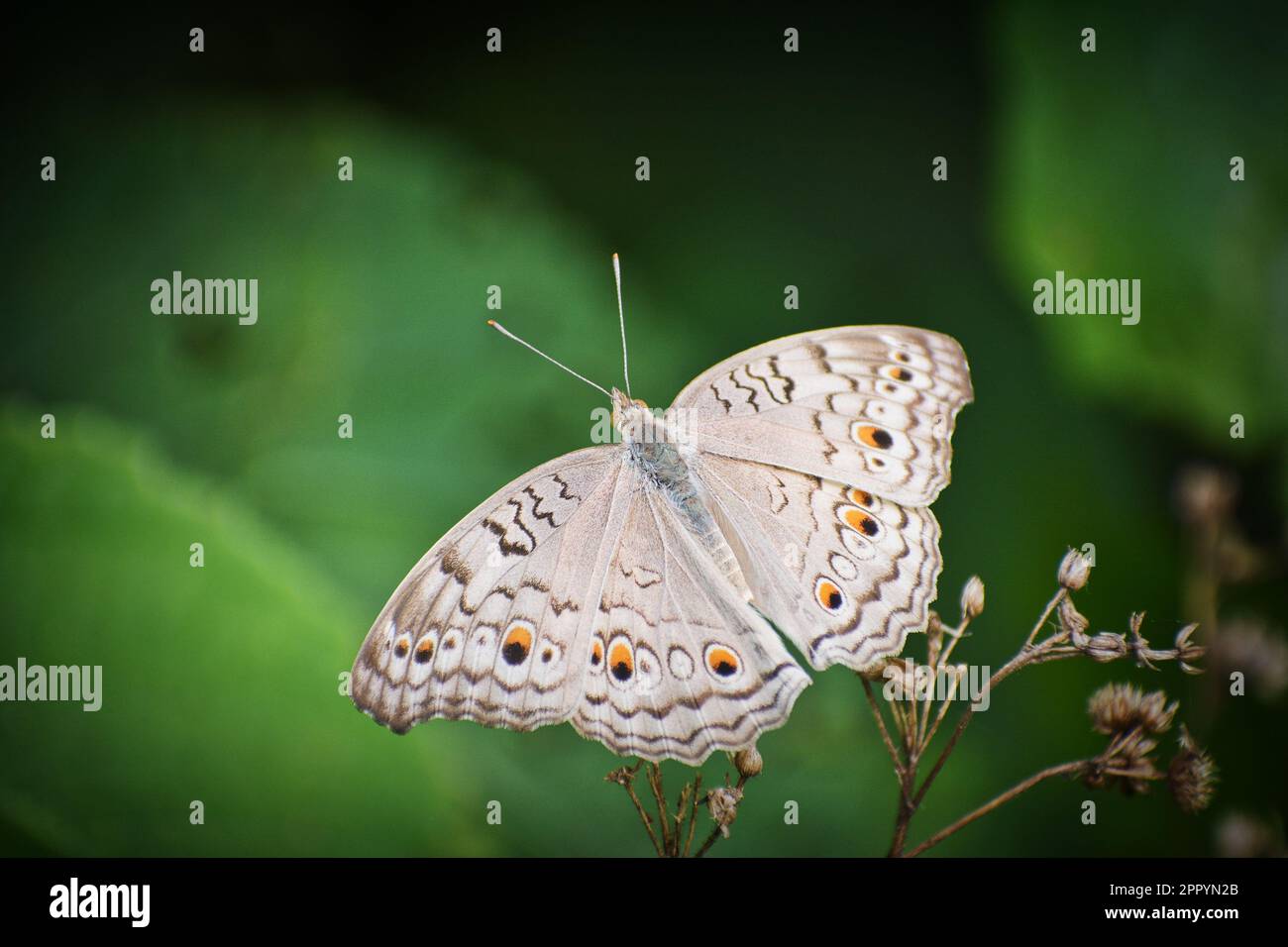 Grey butterfly hi-res stock photography and images - Alamy