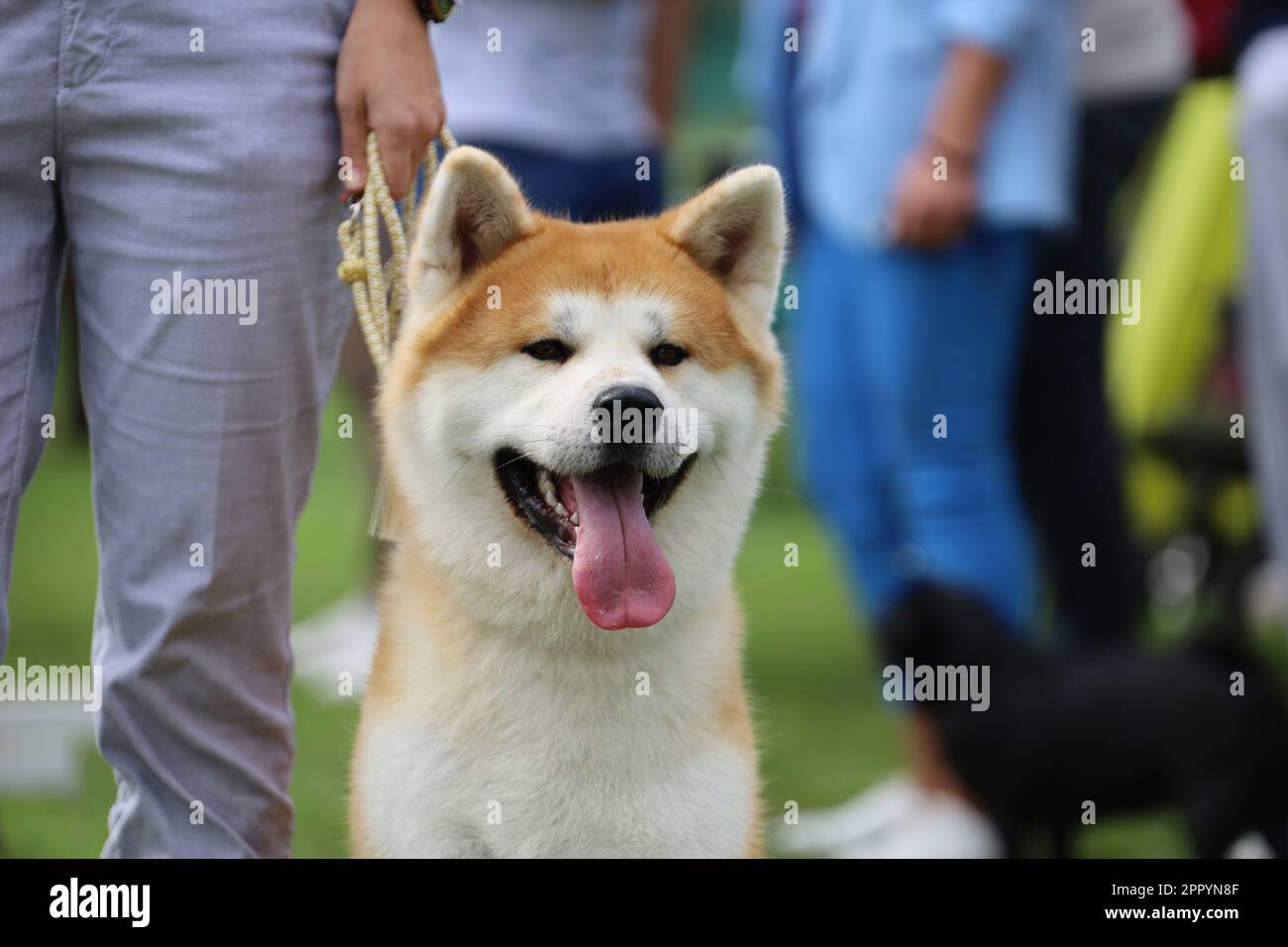 Japanese akita hi-res stock photography and images - Alamy