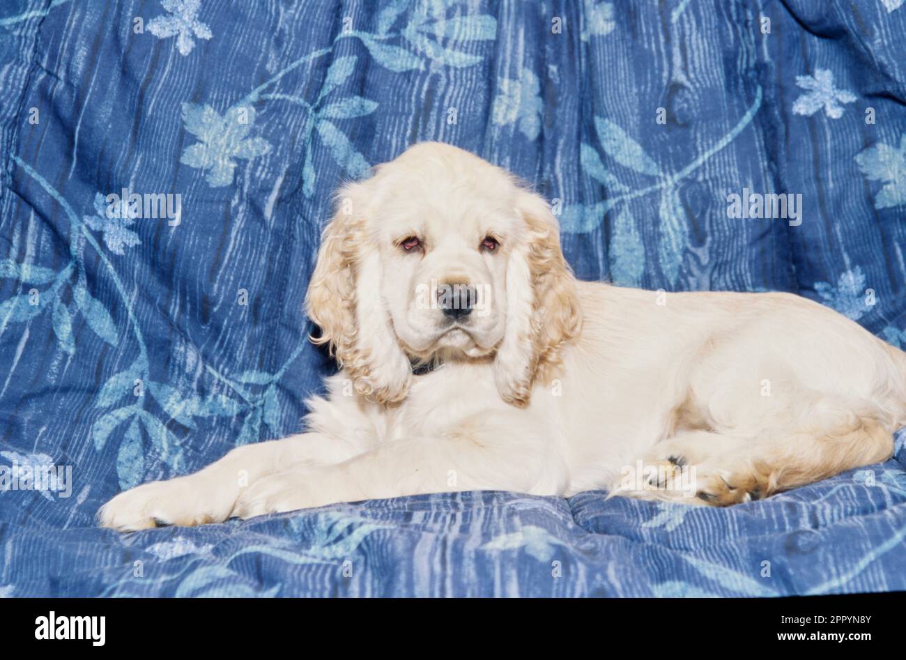 Puppy american cocker spaniel hi-res stock photography and images - Alamy