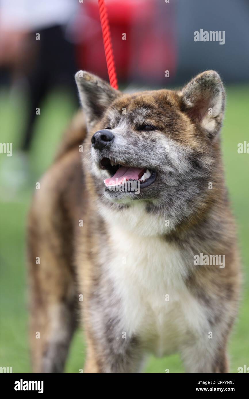 Can A Greyhound And A Akita Be Friends