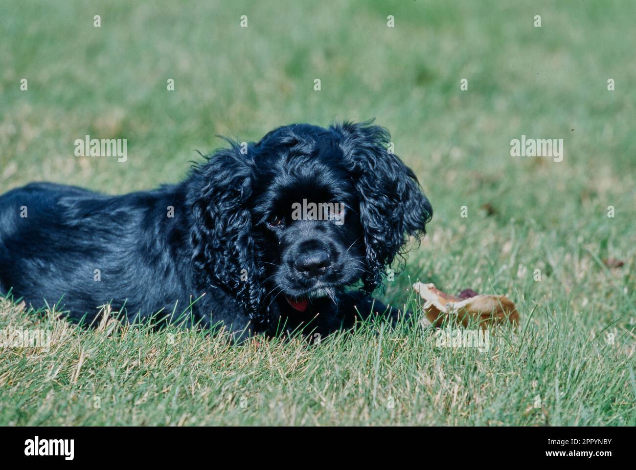 American Cocker Spaniel puppy outside laying in grass in yard with pig ...
