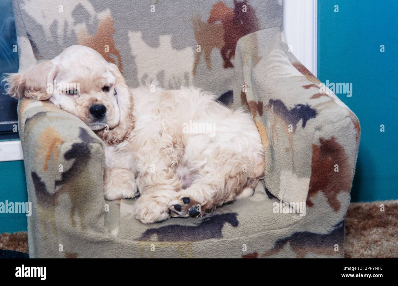 American Cocker Spaniel sleeping in small chair with horse shapes ...