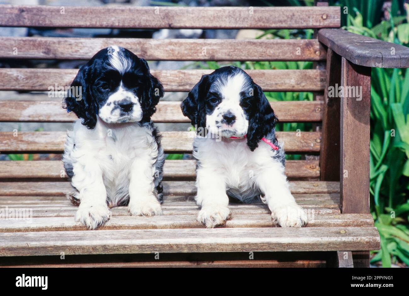 Wooden bench in garden hi-res stock photography and images - Alamy