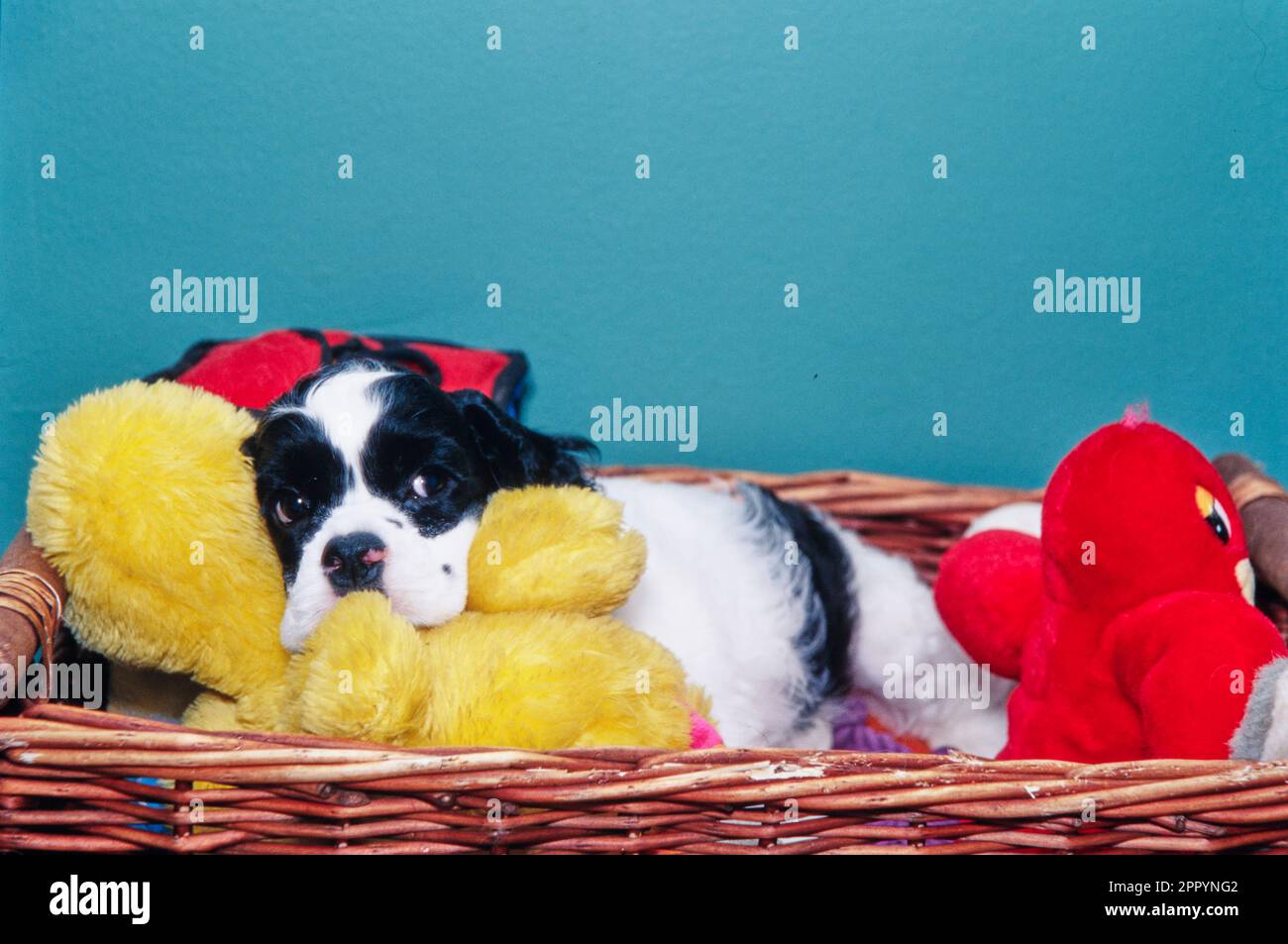American Cocker Spaniel puppy laying down in wicker bed with assorted ...