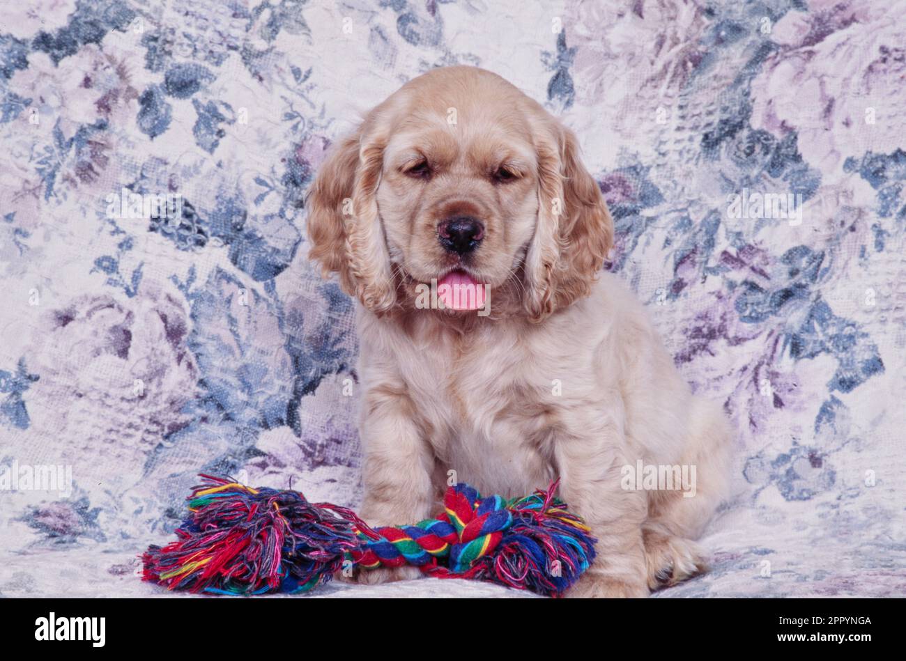 American Cocker Spaniel puppywith tongue out laying on floral couch ...