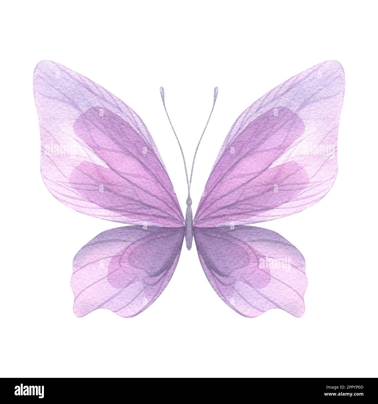 Purple butterfly. Hand-drawn watercolor illustration. Isolated object ...
