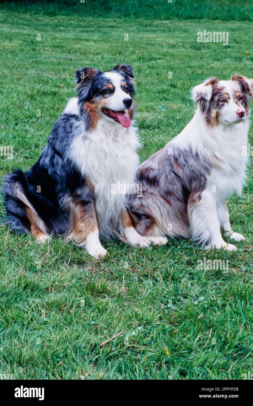 Australian shepherds hi-res stock photography and images - Alamy