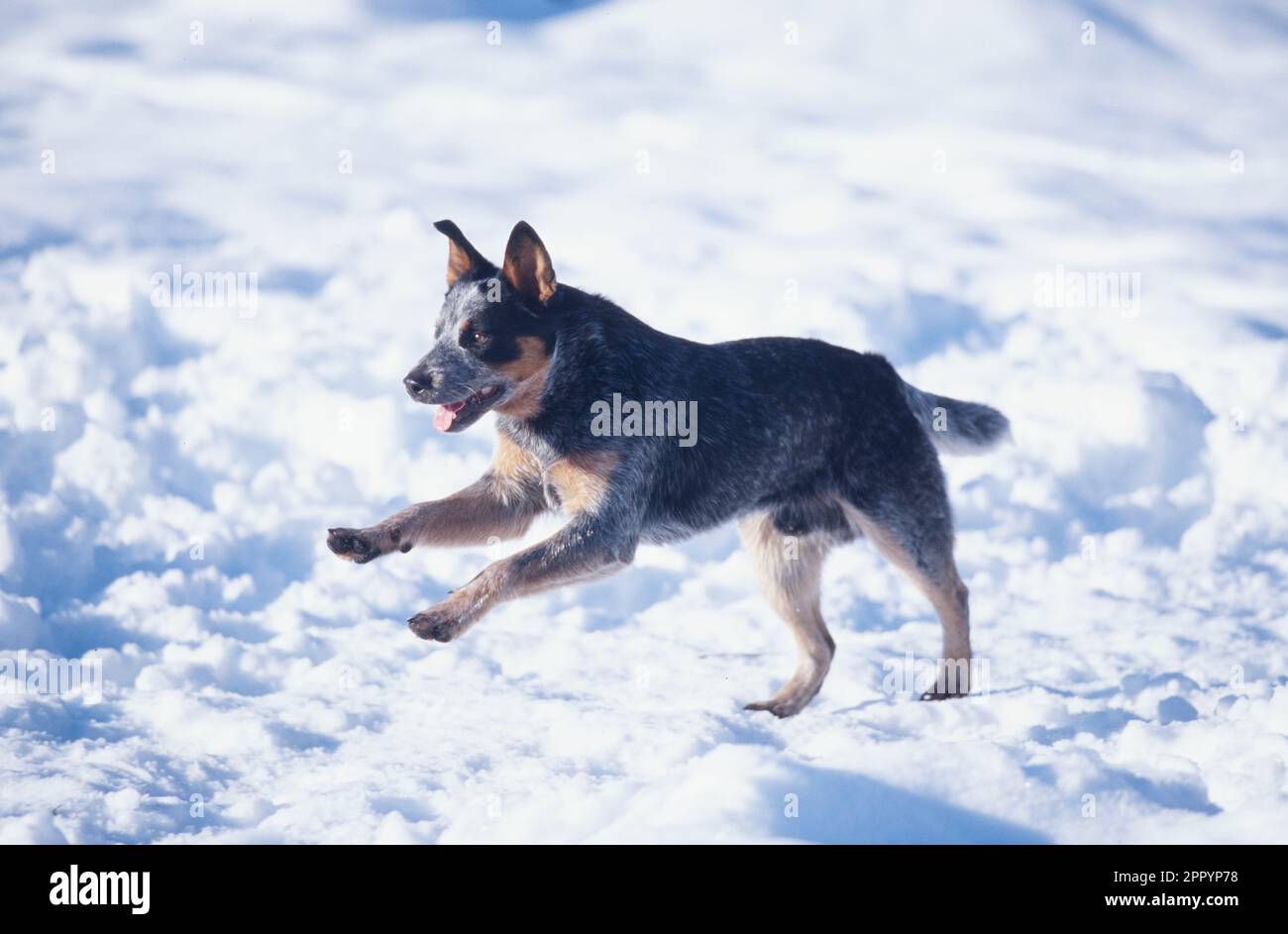Dog playing outside in hi-res stock photography and images - Alamy