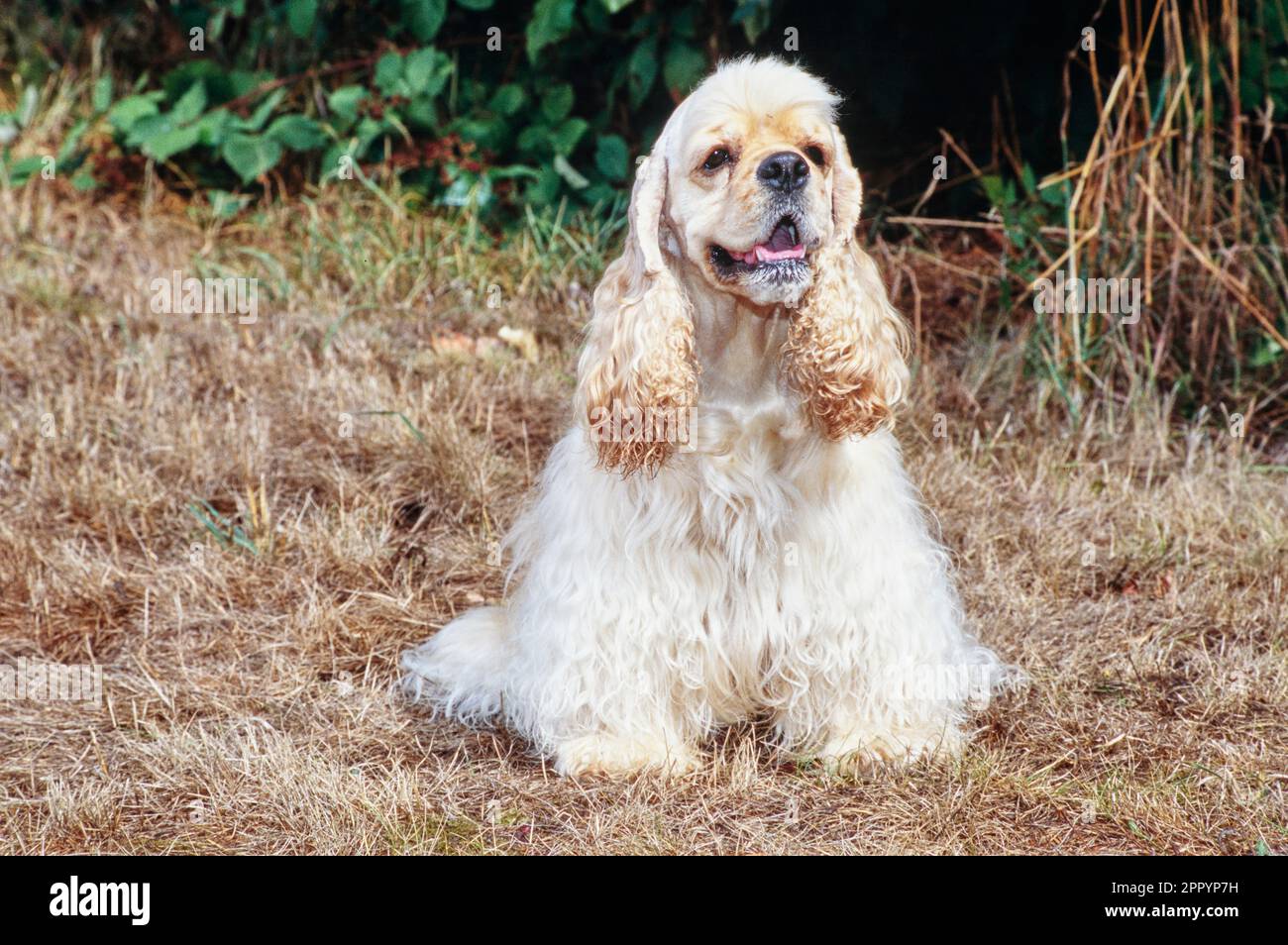 American Cocker Spaniel sitting outside near bushes in brown grass with ...