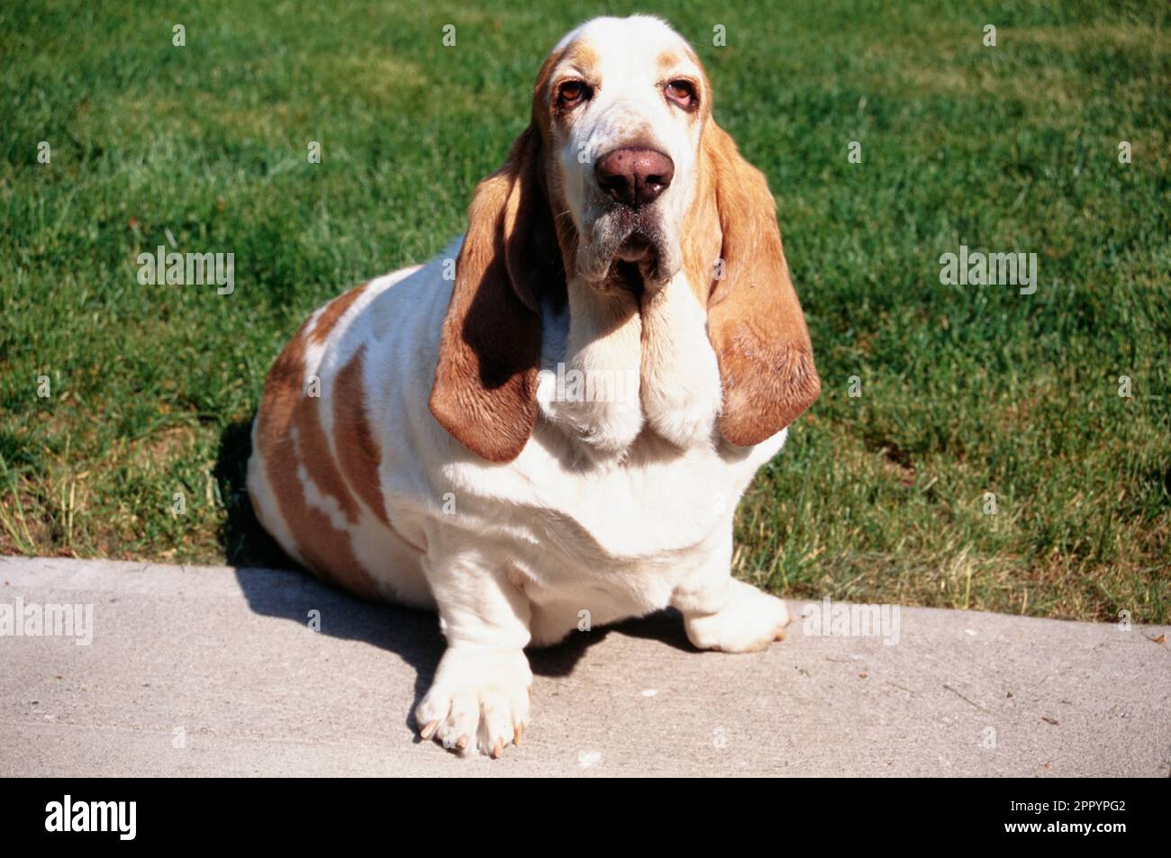 Basset Hound sitting in sun outside near grass Stock Photo - Alamy