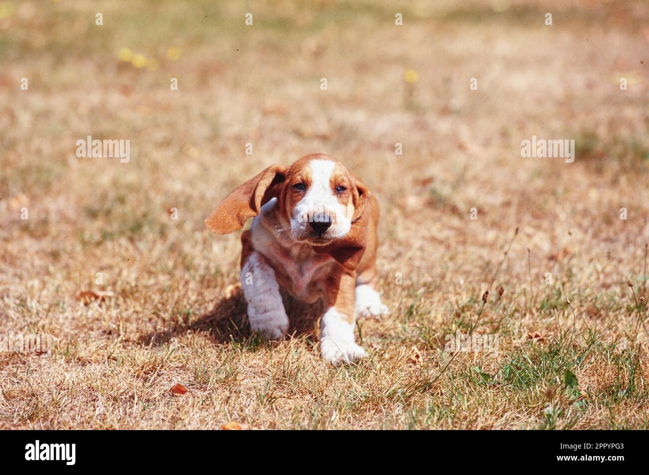 Basset Hound Puppy Running