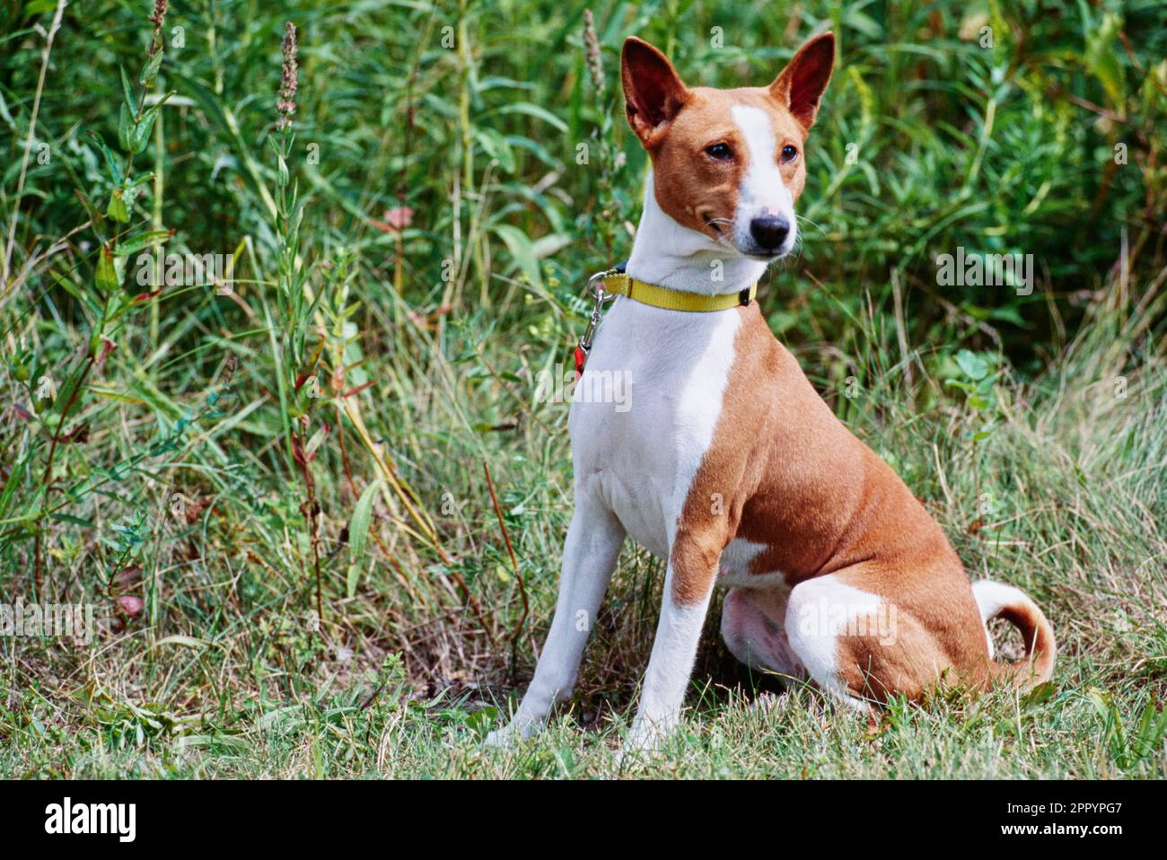 Basenji sitting hi-res stock photography and images - Alamy
