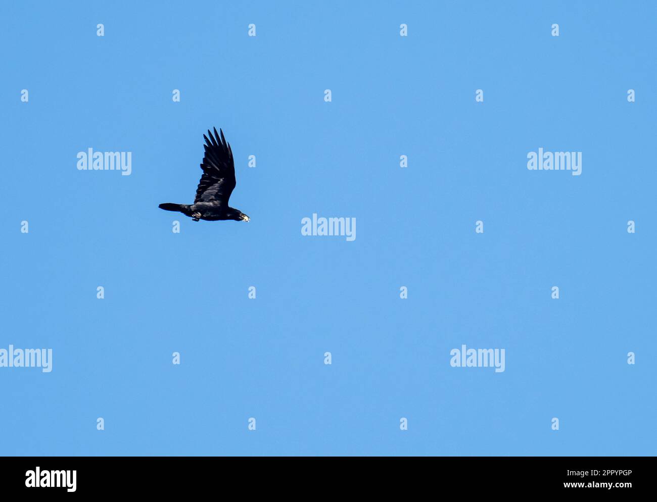 A Raven, Corvus corax carrying food back to its nest over Ambleside ...
