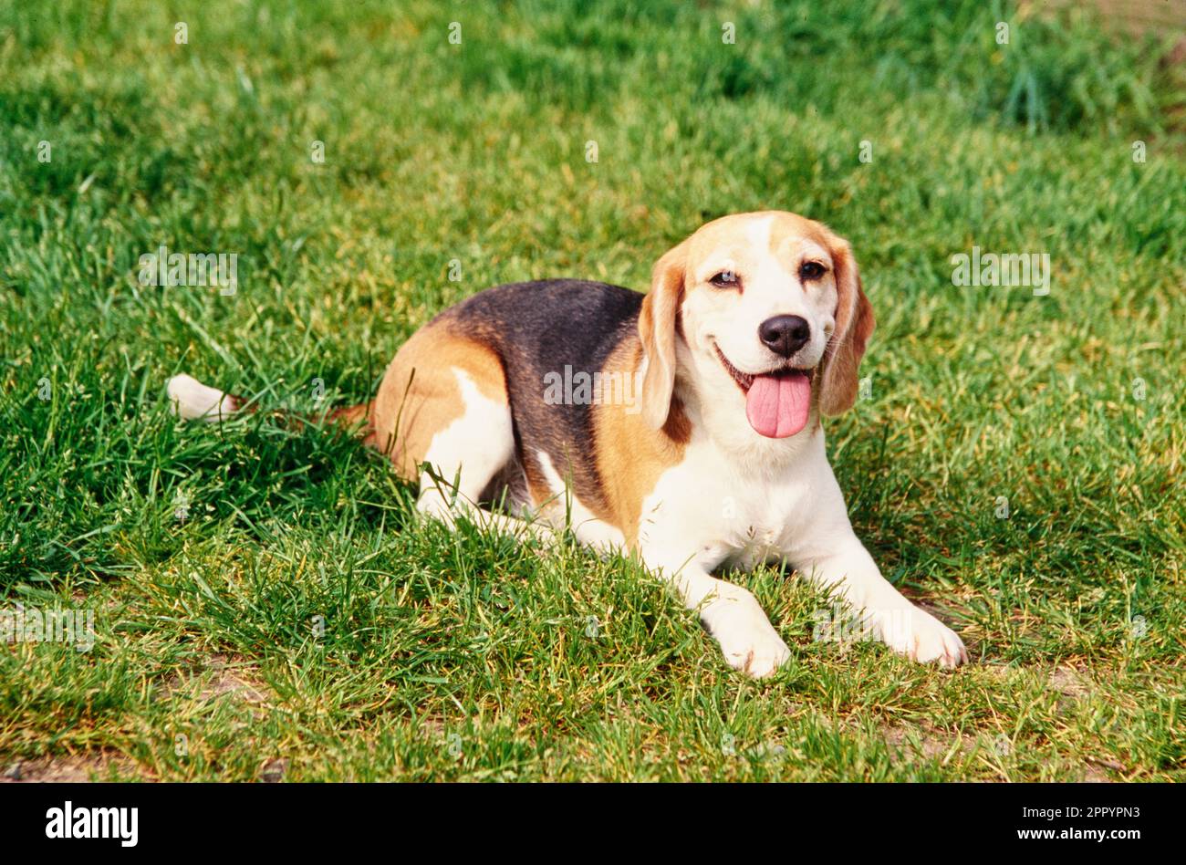 Beagle laying down hi-res stock photography and images - Alamy