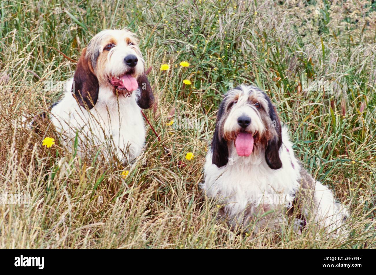 Two Long Haired Basset Hounds sitting outside in tall grass with ... Two Long Haired Basset Hounds sitting outside in tall grass with ...
