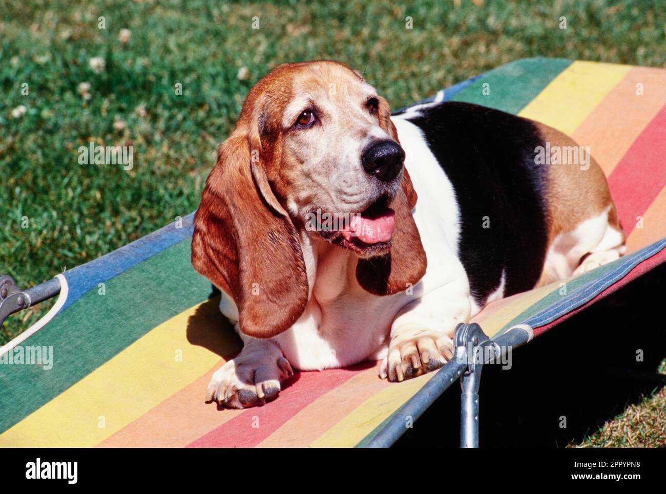 Basset Hound laying outside on multi-colored outdoor lounge chair with ...