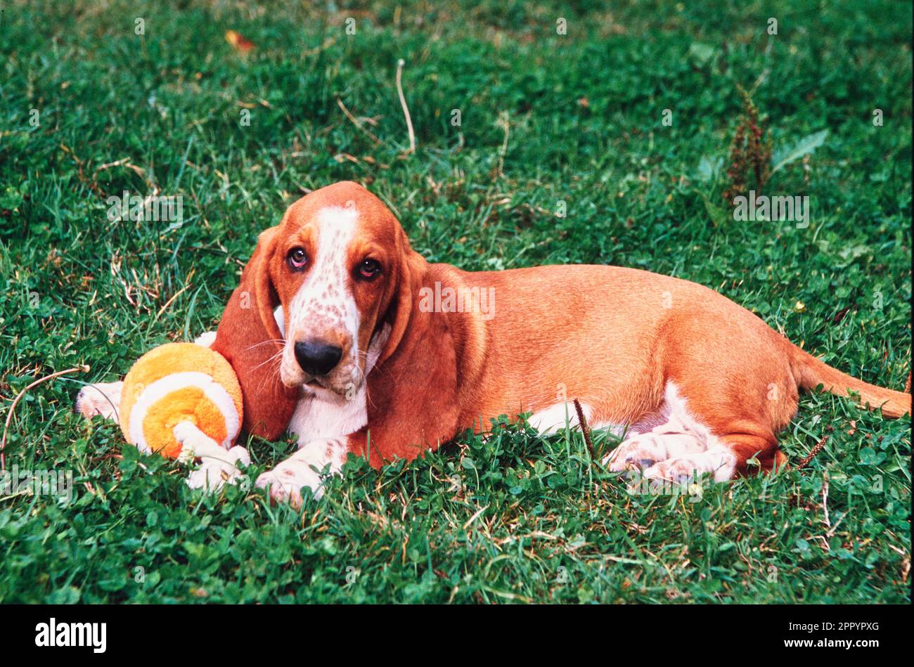 Basset hound laying in hi-res stock photography and images - Alamy