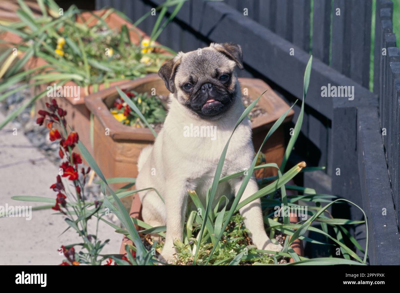 Pug sitting in raised garden flower beds with front legs near black ...