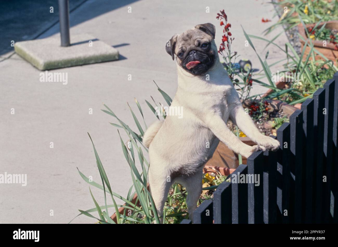 Pug with tongue turned out standing in raised garden beds with front ...
