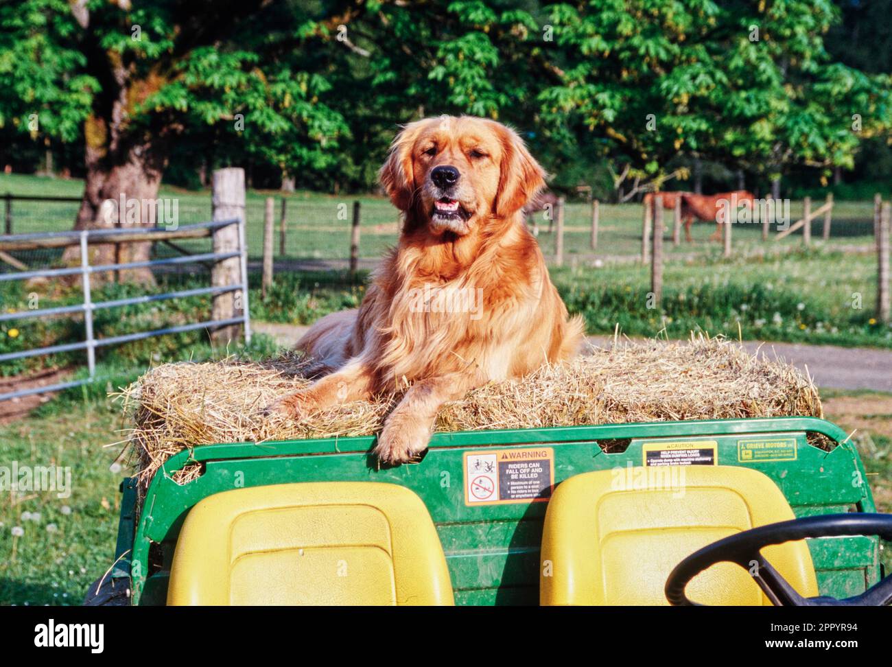 Golden retriever laying on haystack in bed of farm cart Stock Photo - Alamy