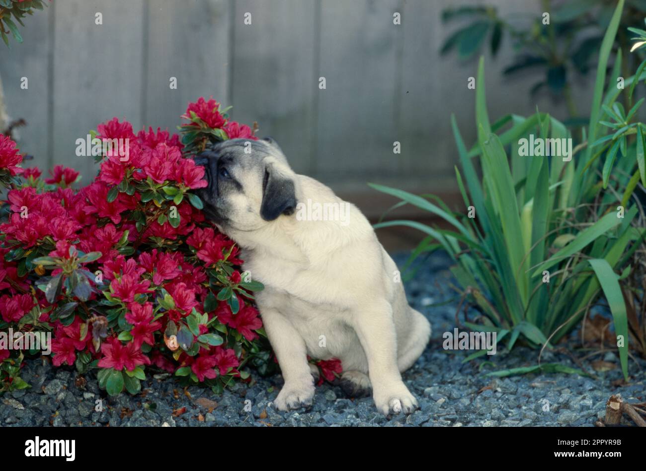 Sniffing plants hi-res stock photography and images - Alamy