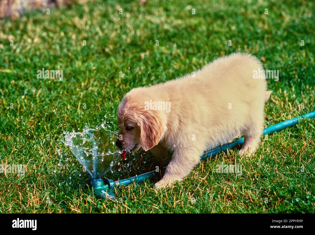 Hose dog paws hi-res stock photography and images - Alamy