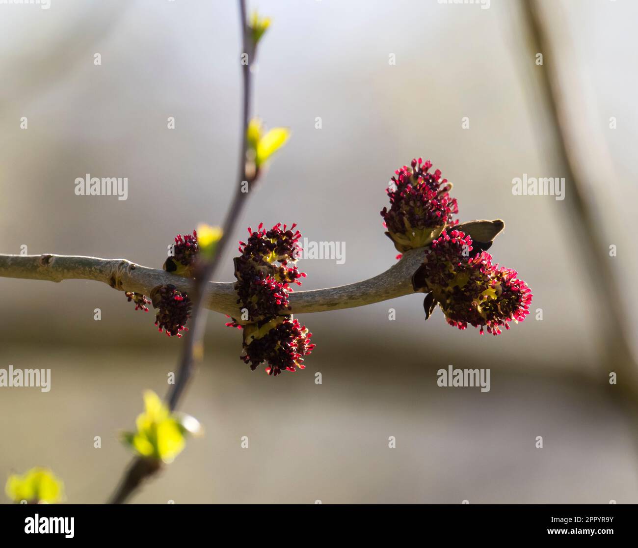 Flowers on an Ash Tree in Ambleside, Lake District, UK Stock Photo - Alamy