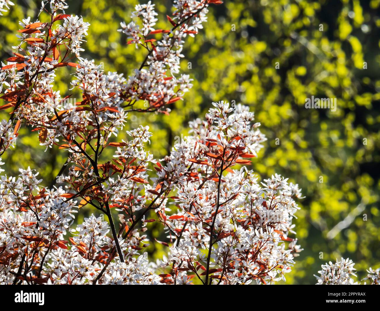 Lake district springtime blossom hi-res stock photography and images ...