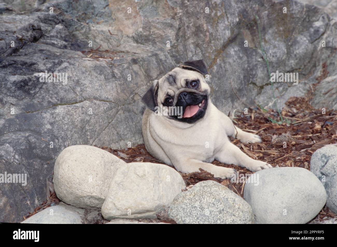 Pug laying down in mulch on rocky surface Stock Photo - Alamy