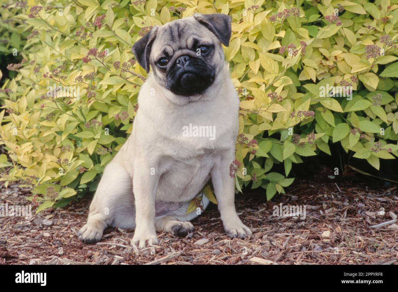Pug sitting in mulch in front of bushes outside head tilted to the left ...