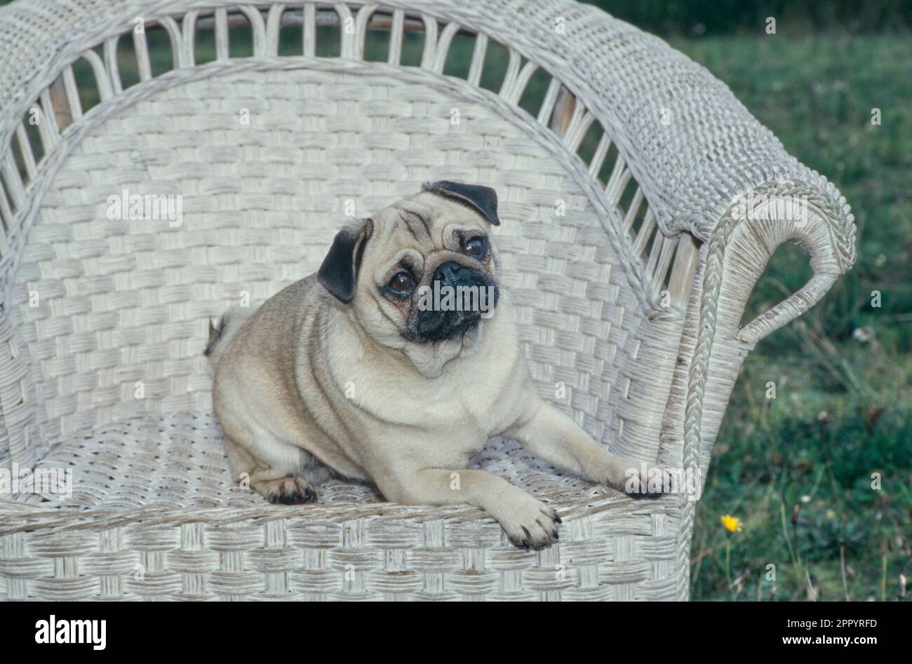 Pug sitting outside on white wicker chair Stock Photo - Alamy