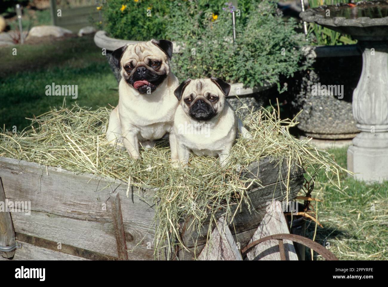 Two pugs sitting in wooden wheelbarrow full of straw outside in yard ...