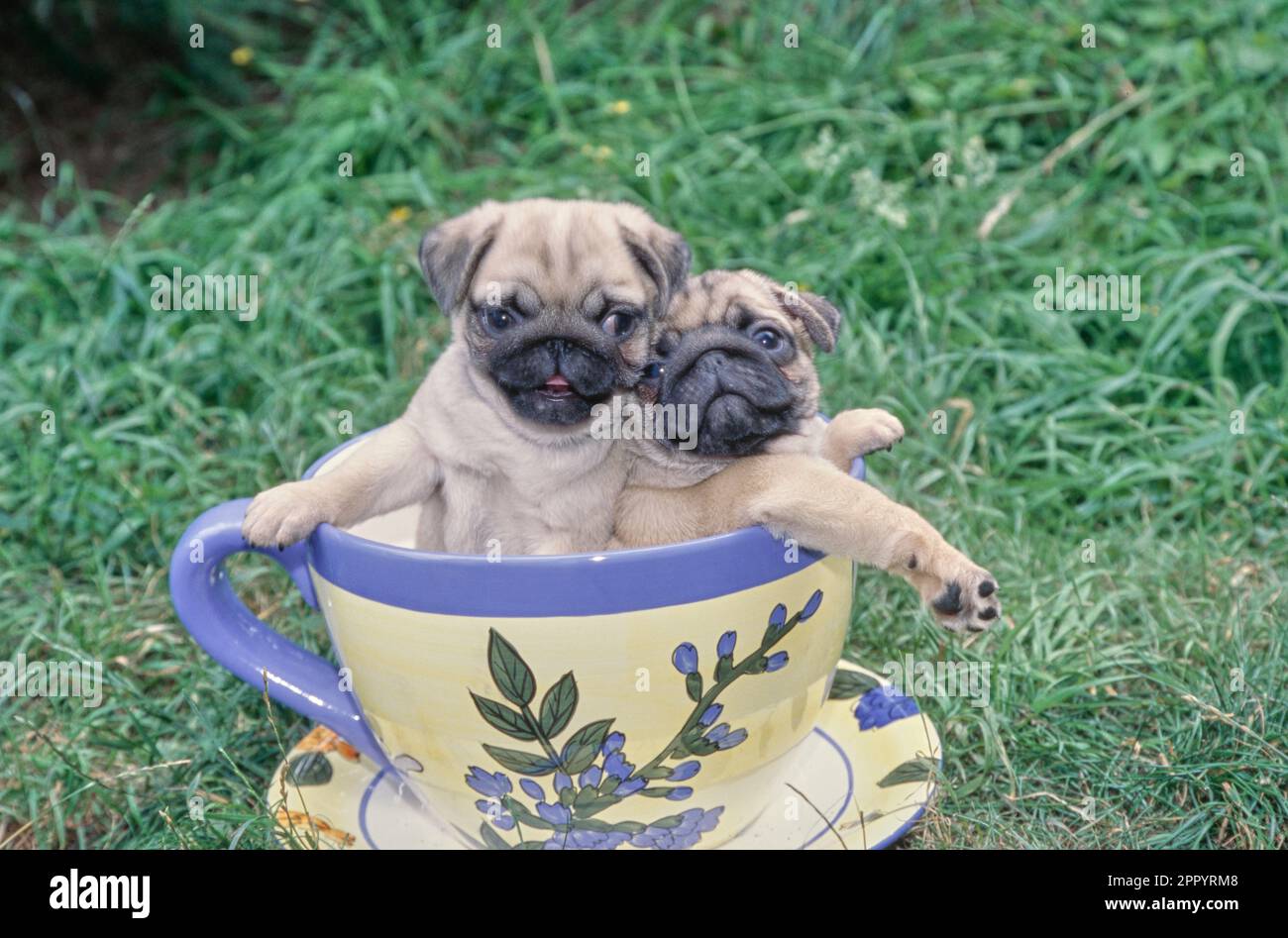 Two Adorable pug puppies sitting inside teacup pot with floral design ...