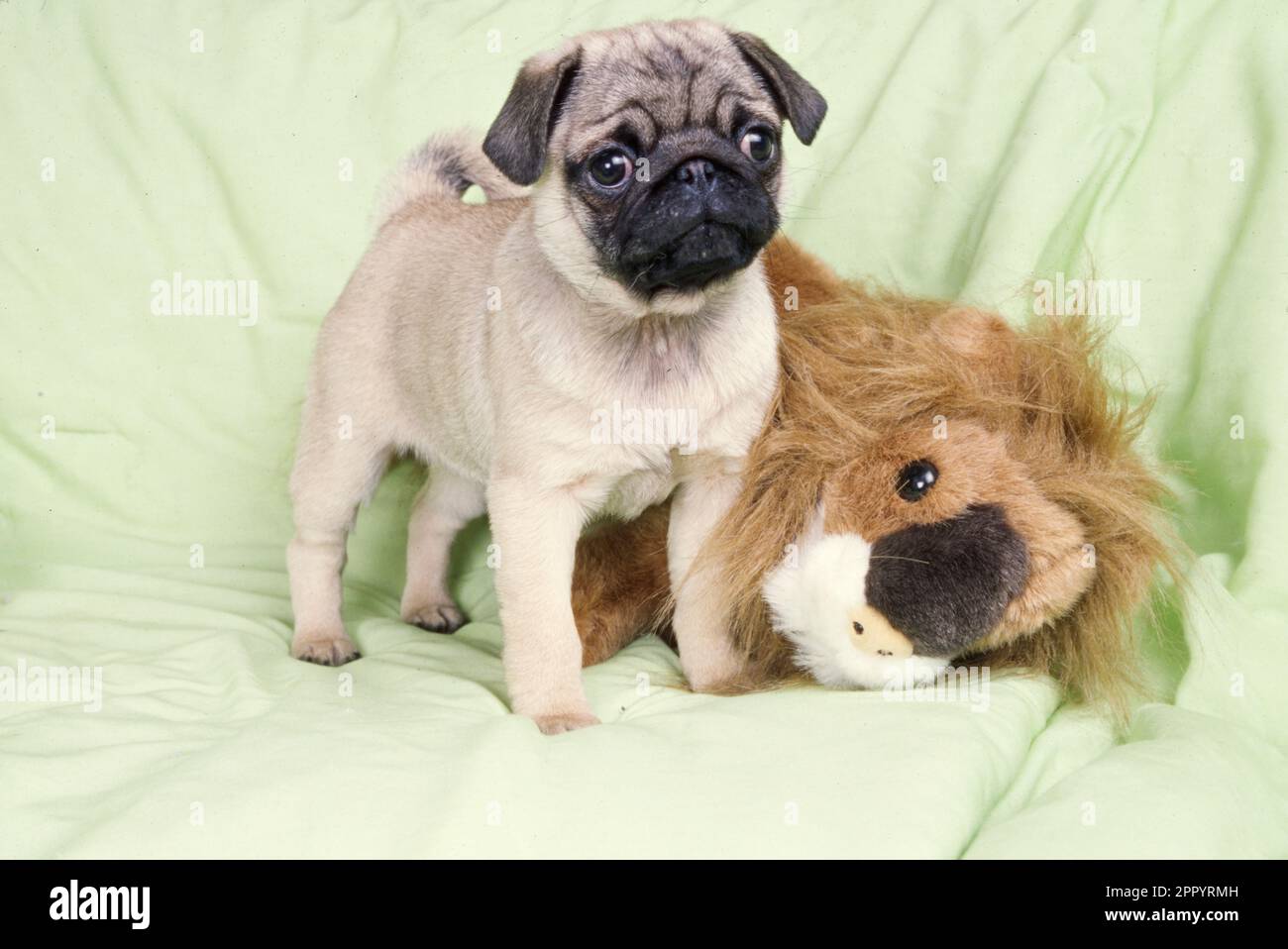 Pug puppy standing on pastel green background with lion stuffed toy ...