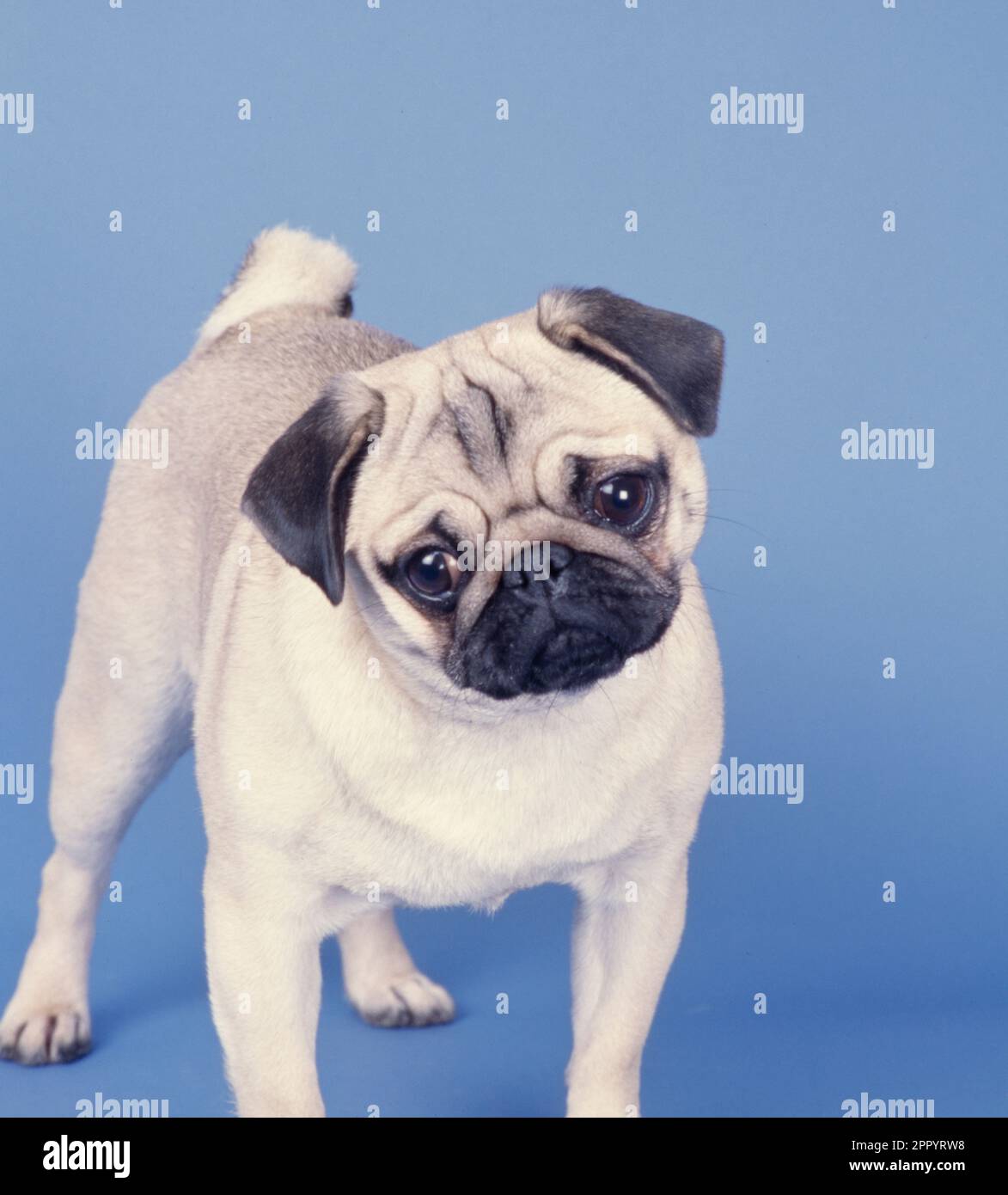 Pug standing hi-res stock photography and images - Alamy