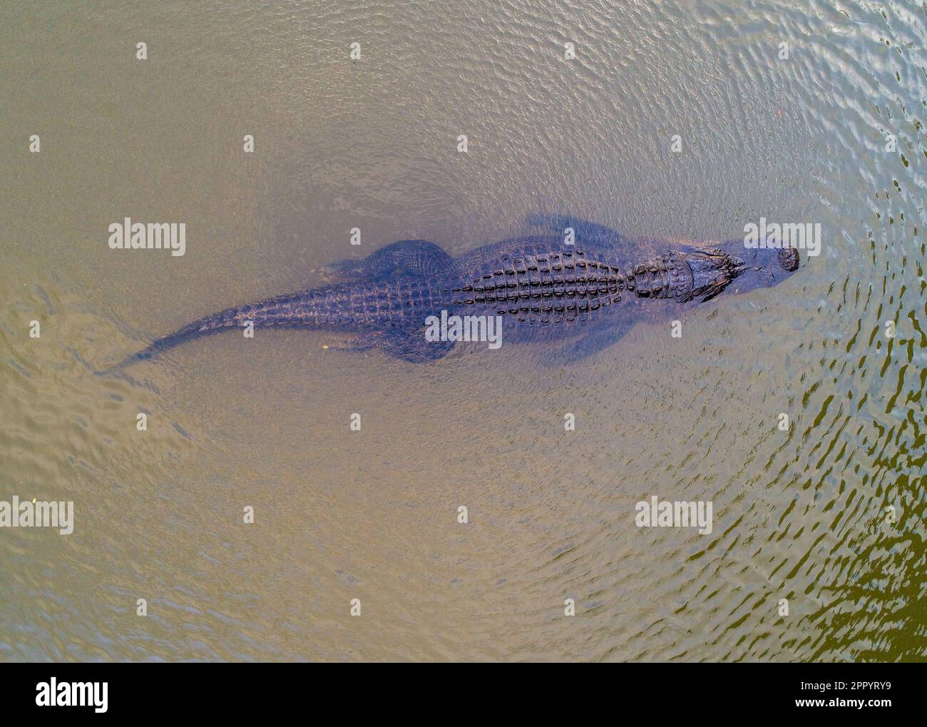 Aerial view of an adult American Alligator Stock Photo - Alamy