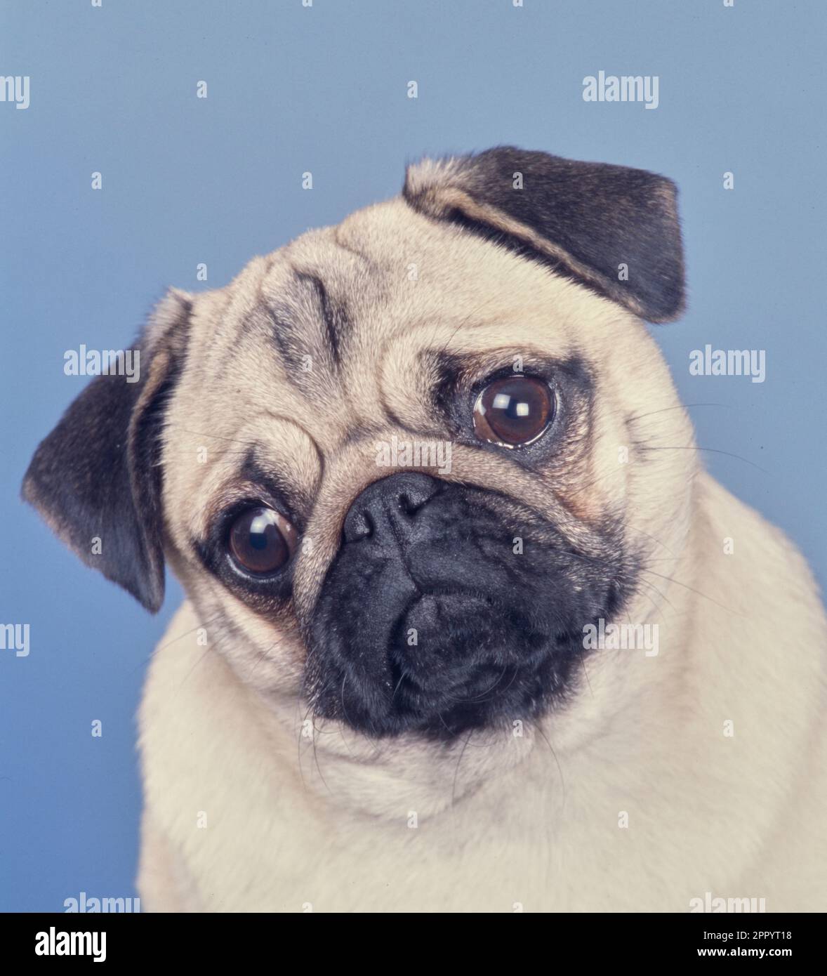 Pug face on blue background with head tilted Stock Photo - Alamy
