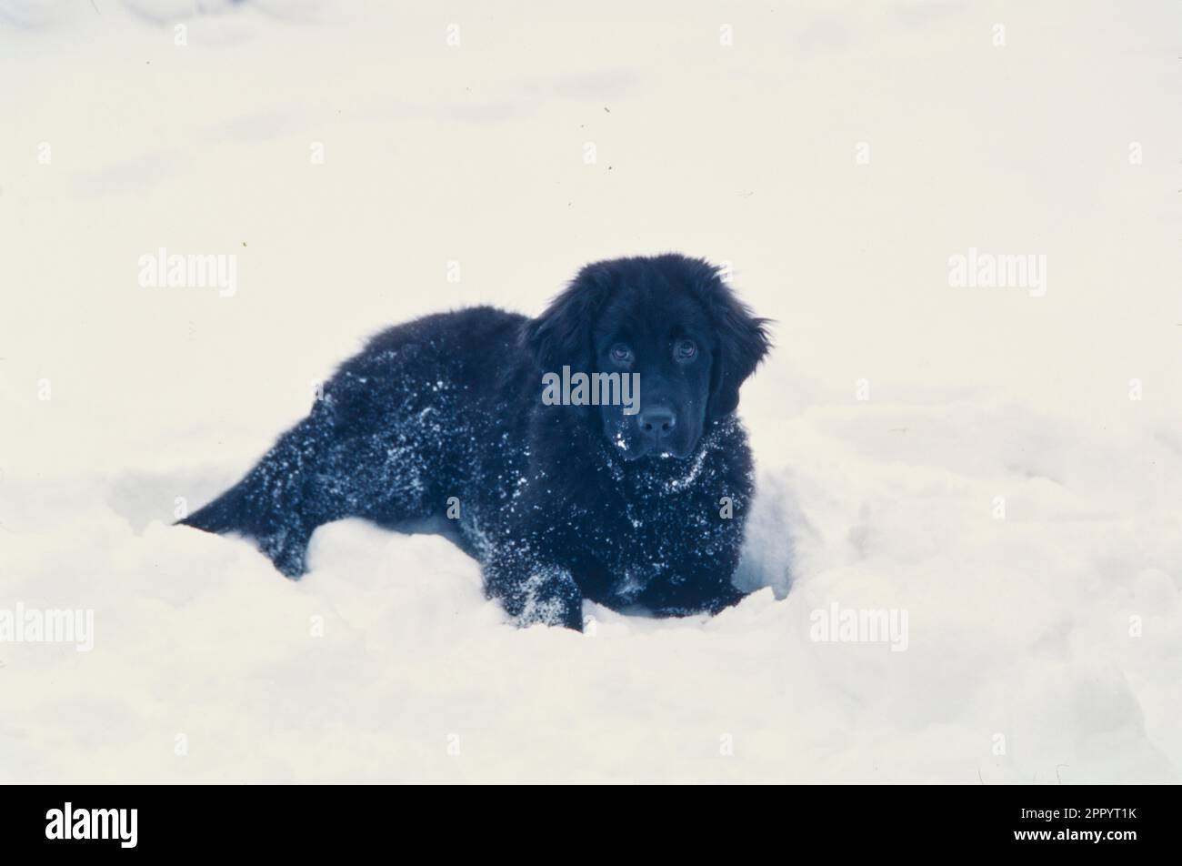 Black Newfoundland sitting in winter snow Stock Photo - Alamy