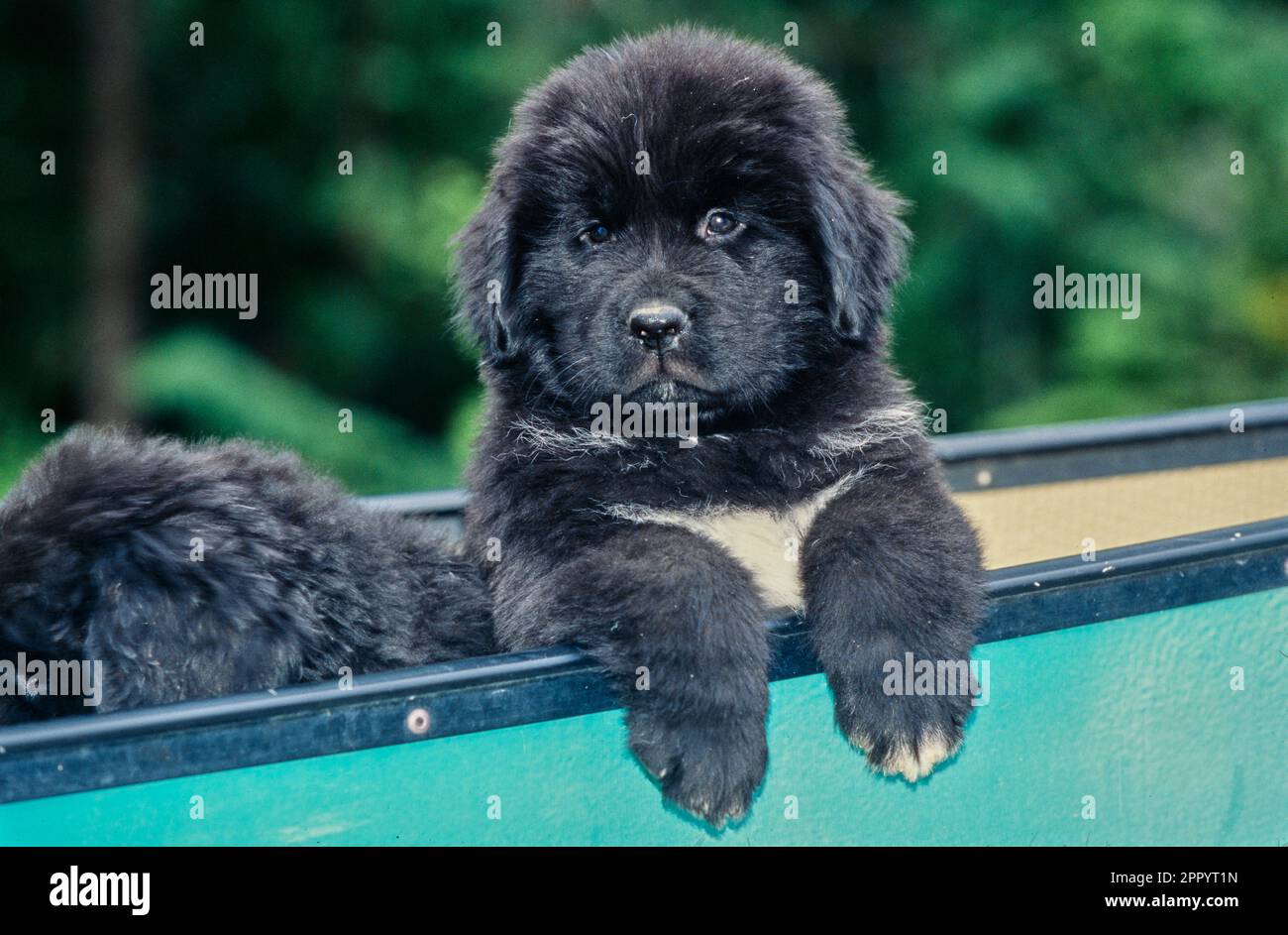 Fluffy Newfoundland puppy sitting up on edge of canoe Stock Photo - Alamy