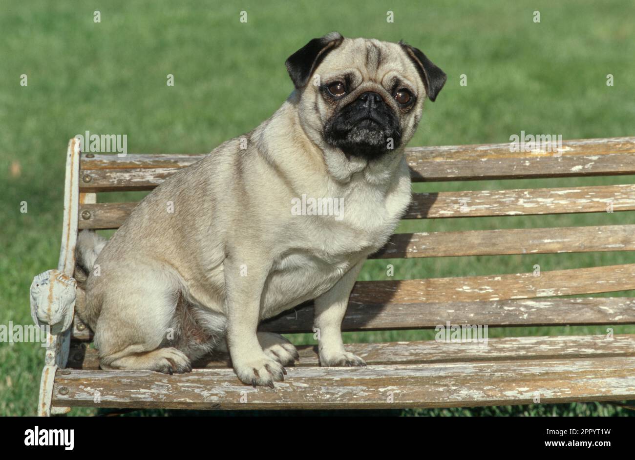 Pug sitting in corner of small wooden bench in grass outside Stock ...