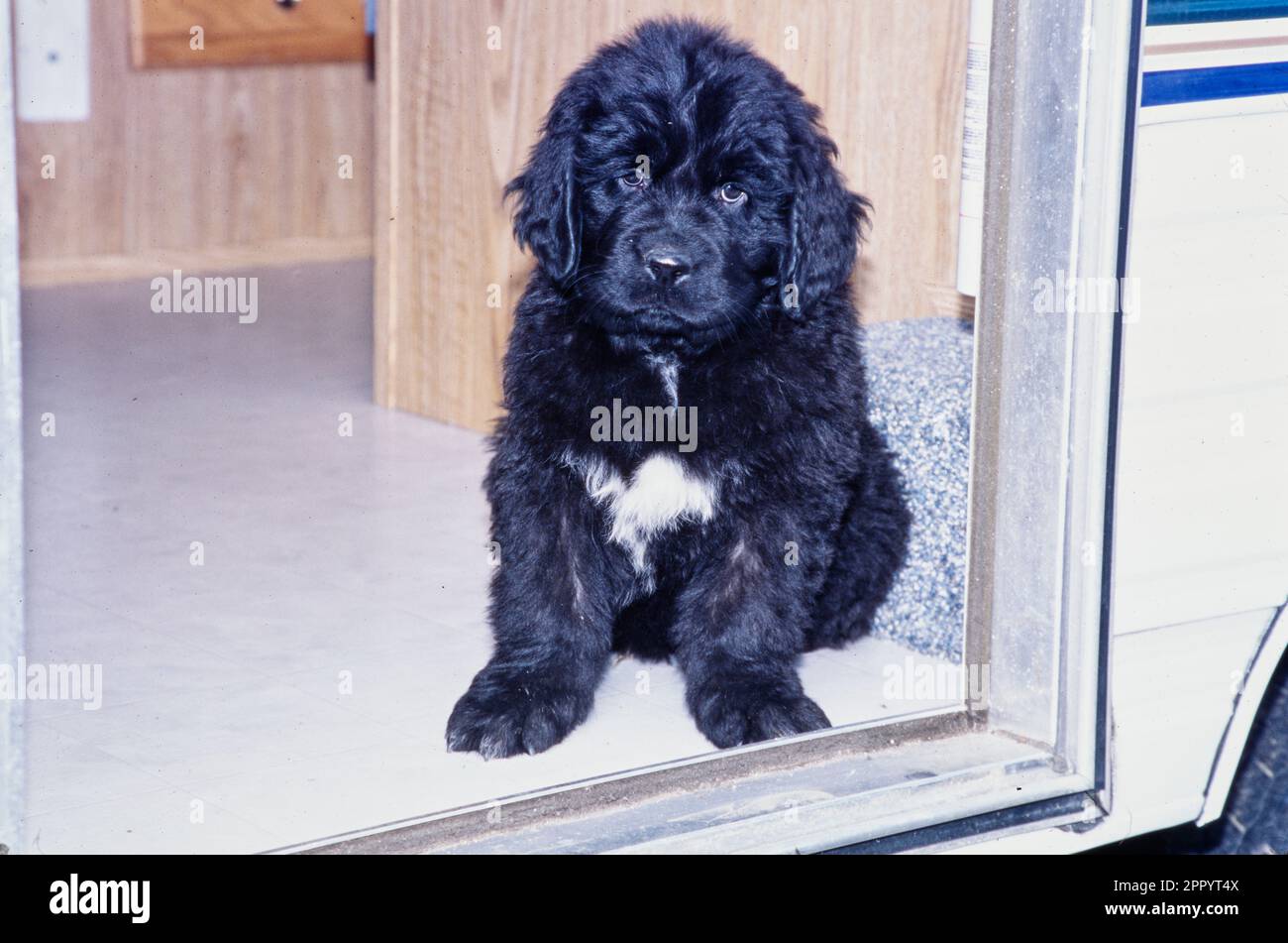 Black Fluffy Newfoundland puppy sitting in doorway of RV Stock Photo ...