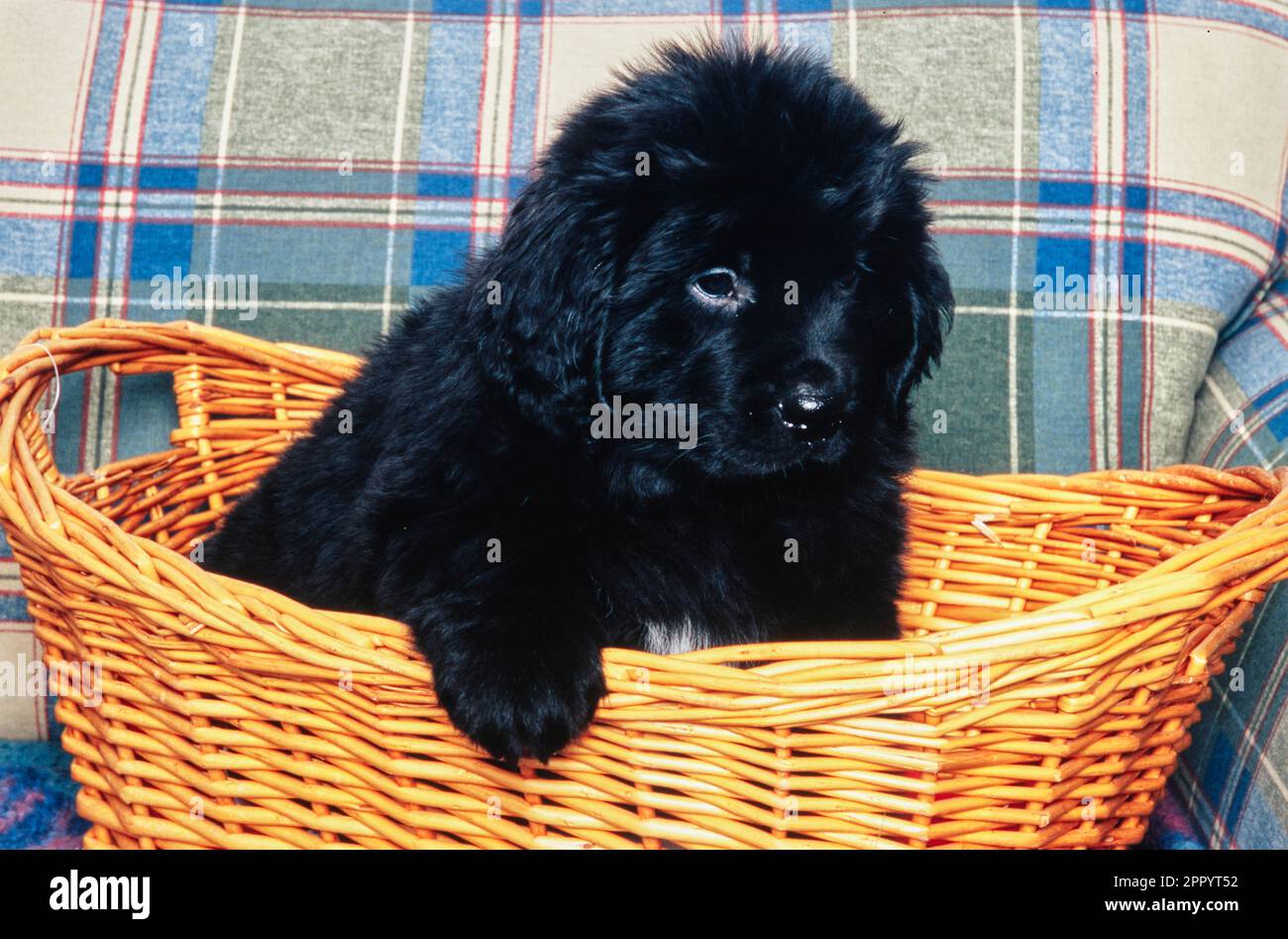 Plaid inside hi-res stock photography and images - Alamy