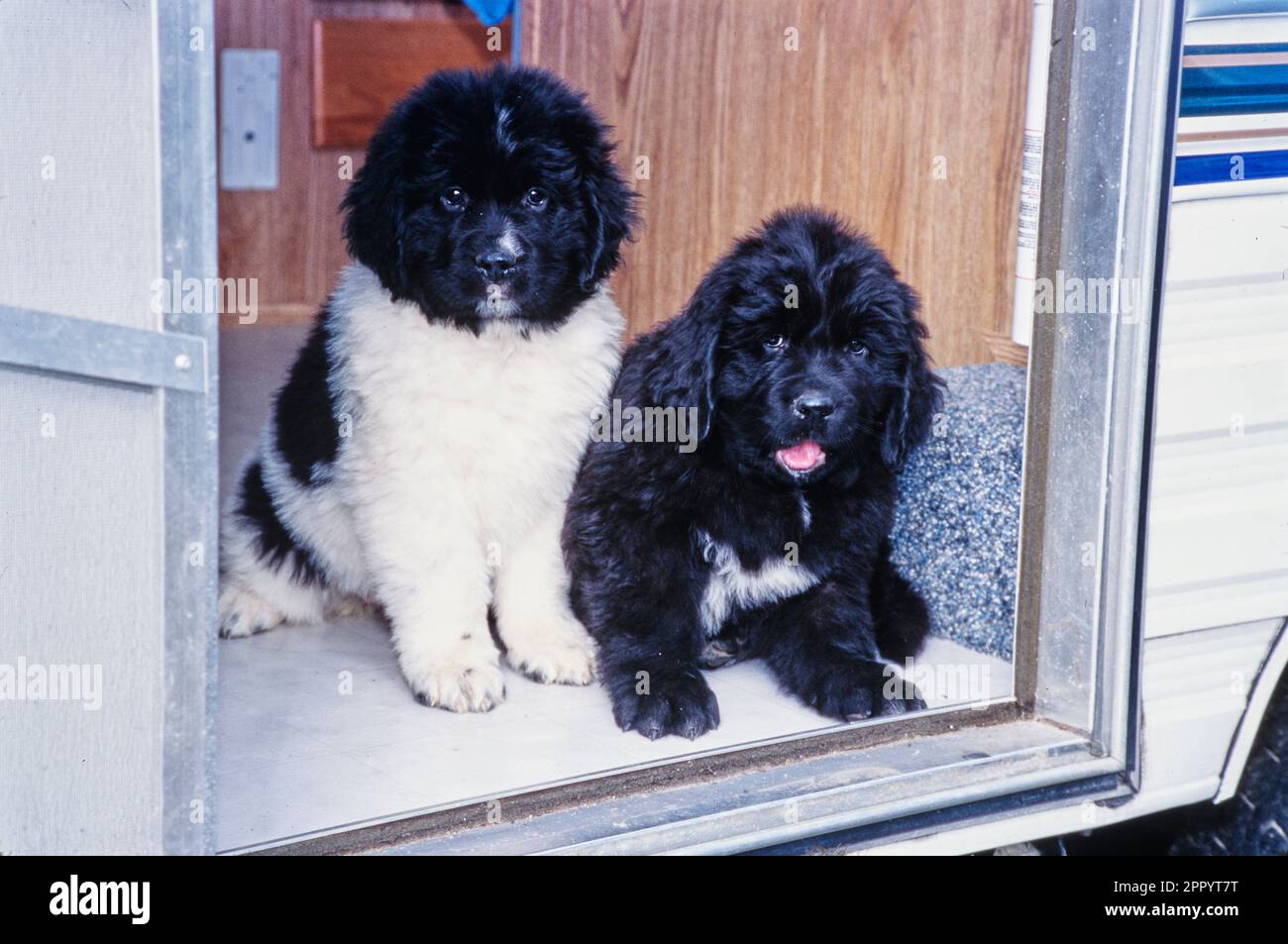Two fluffy newfoundland puppies hi-res stock photography and images - Alamy