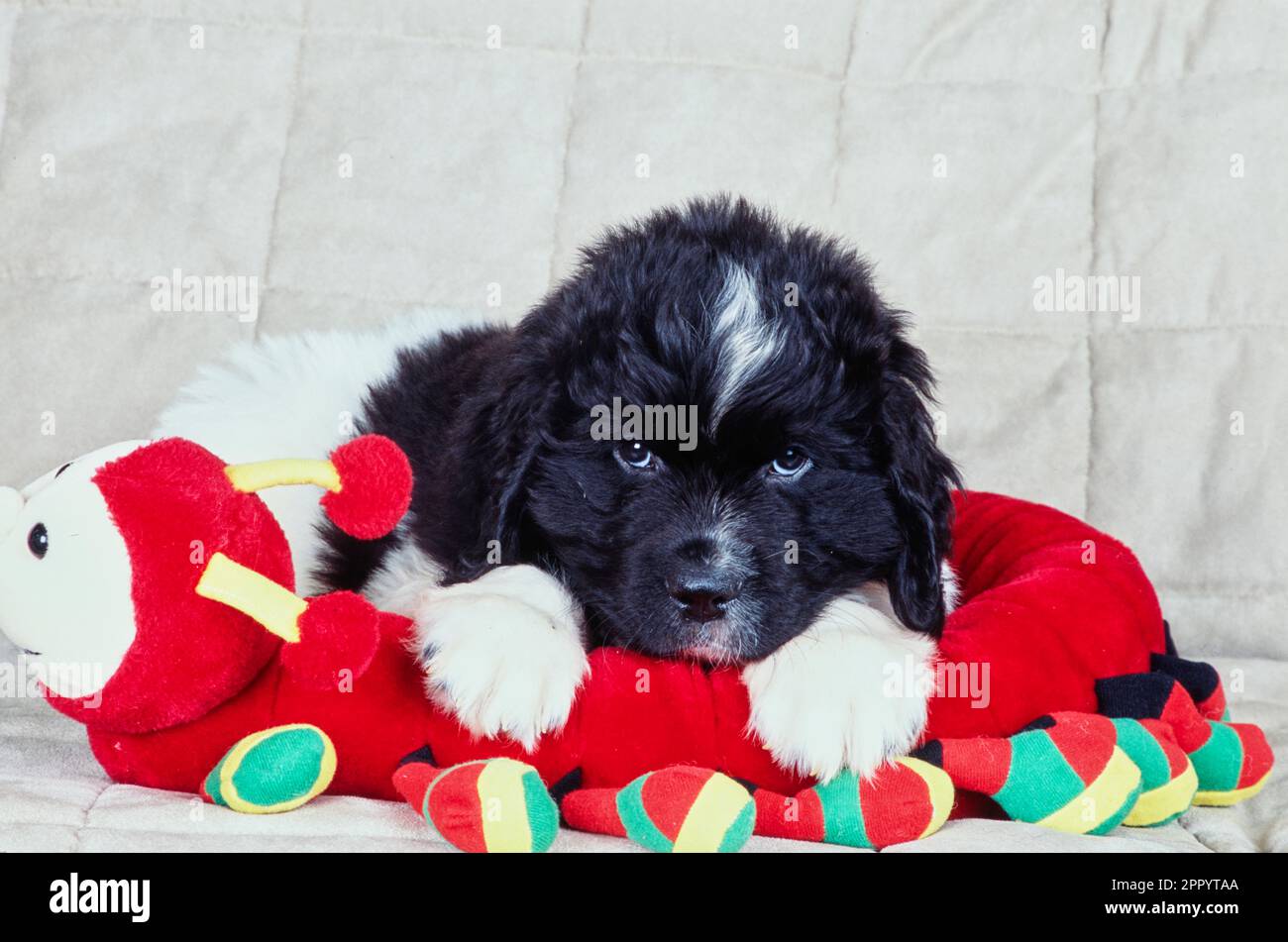 Newfoundland puppy resting chin on caterpillar toy on white couch Stock ...