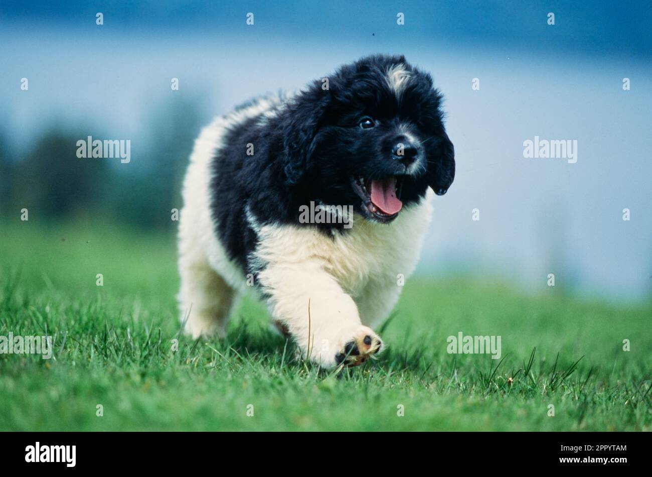 Newfoundland puppy running through field with soft focus background ...