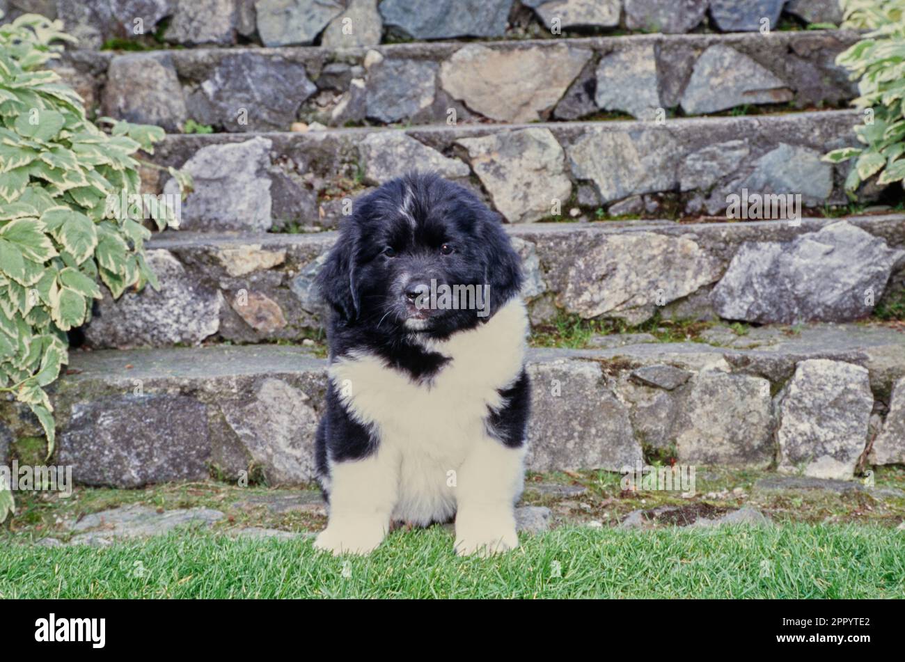 Newfoundland puppy sitting on grass in front of stone steps Stock Photo ...